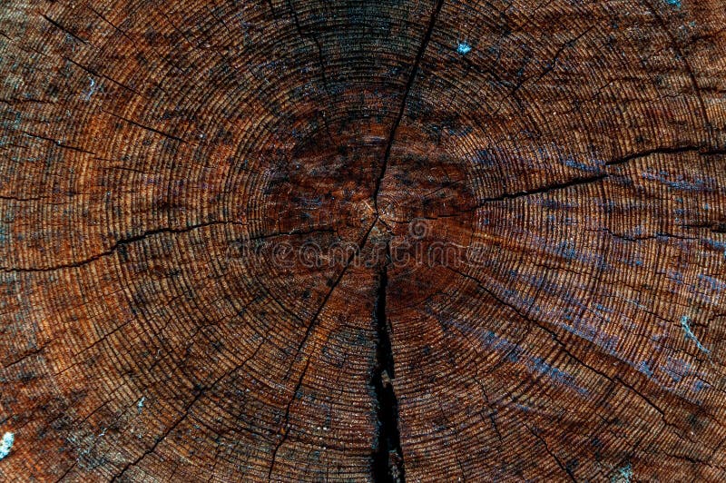 Old Tree Trunk Cut with Annual Rings Stock Image - Image of background ...