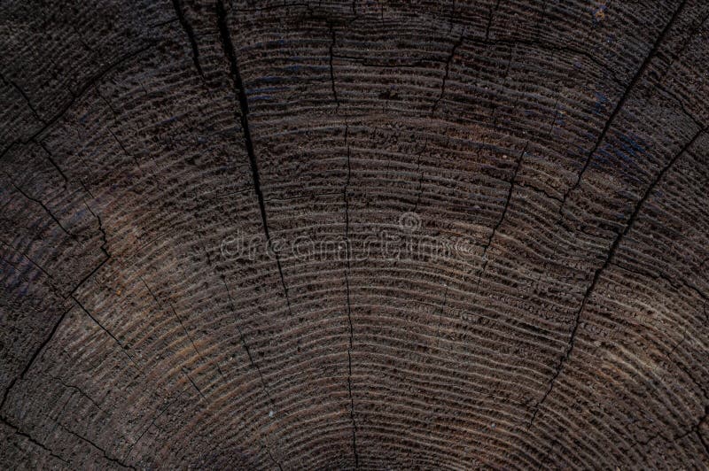 Old Tree Trunk Cut with Annual Rings Stock Photo - Image of brown ...