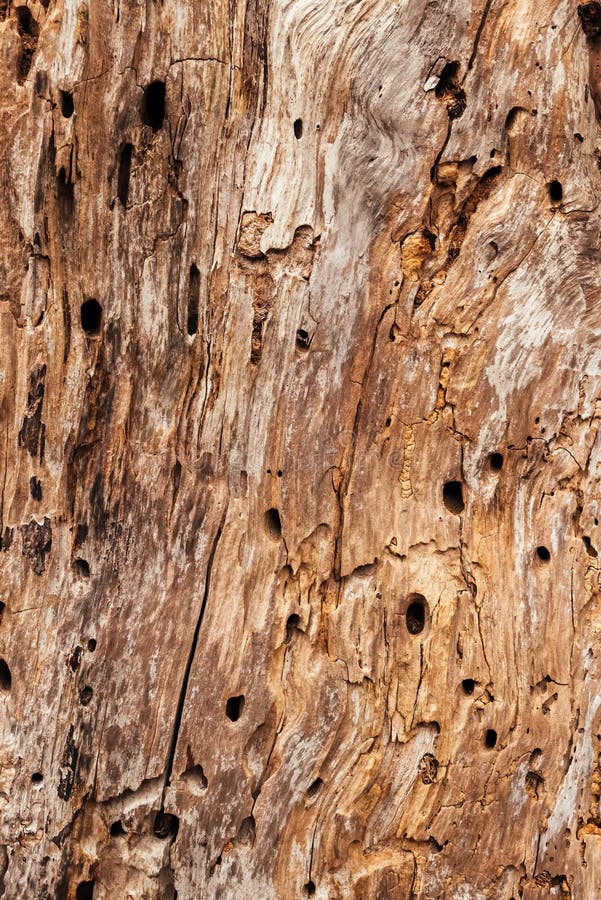 Texture of an Old Tree Trunk with Small Cavity Holes Stock Image ...