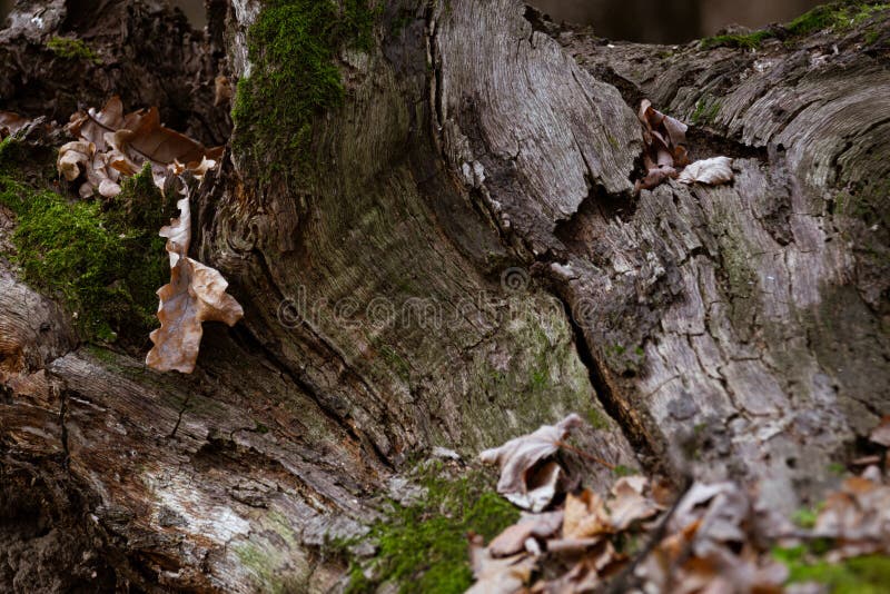 Texture of old tree trunks stock photo. Image of original - 162610924