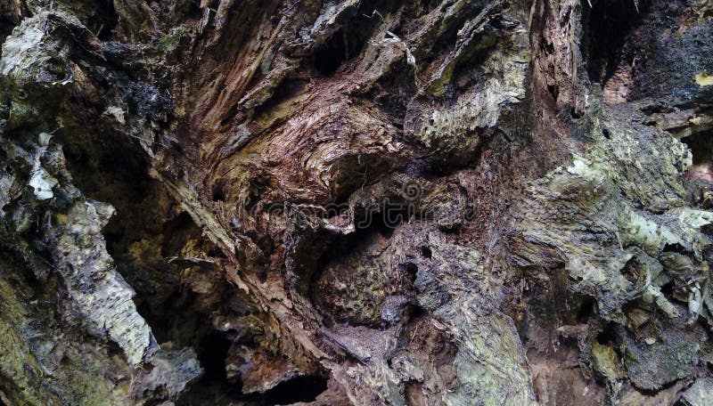 The Texture of the Old Vintage, Dilapidated, Battered, Decayed Trunk of ...