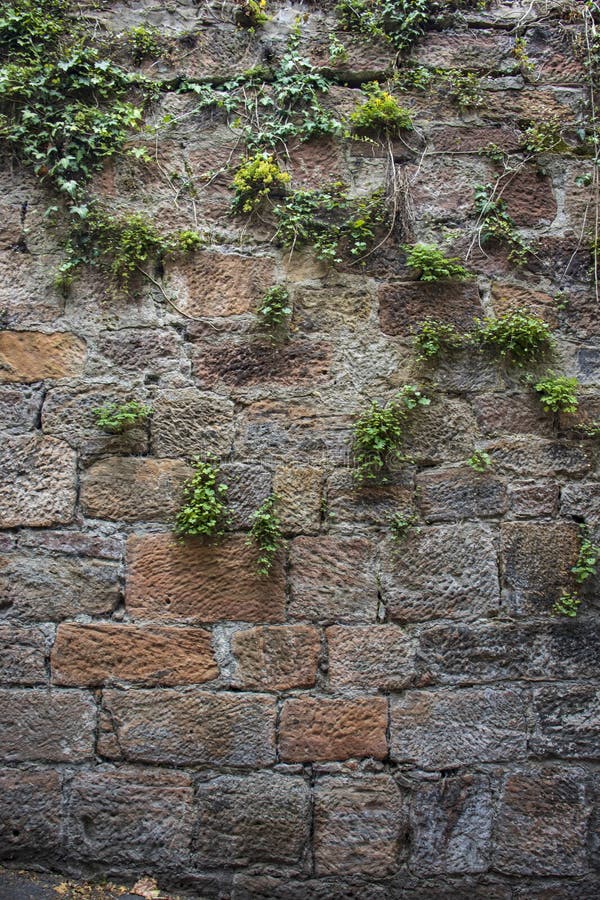 The Texture of the Old Vintage Masonry Stone with Plants in the Wall of ...