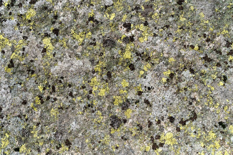 Rock, mold, moss and liken stock photo. Image of colors - 135334596