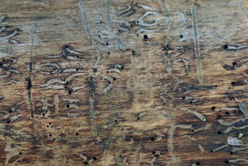 Texture of old wood stock image. Image of abstract, lumber - 61697769