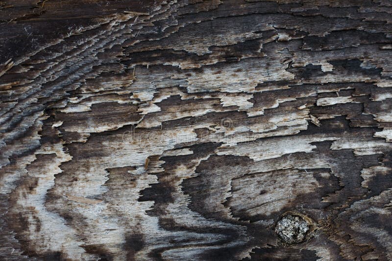 Texture Old Wood with Cracks, Spots. Stock Photo - Image of dirty ...