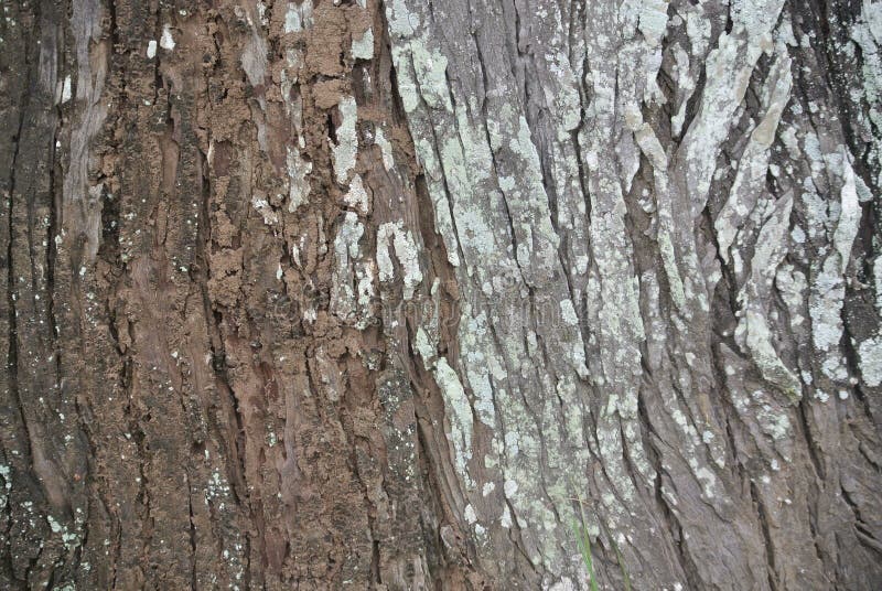 Texture old wood in forest stock image. Image of wood - 113936995