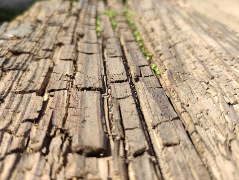 Texture of Old Wood. Microgreen Stock Photo - Image of autumn, track ...