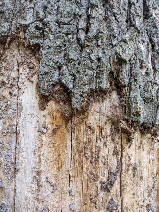 Texture of old wood. stock image. Image of formation - 288256797