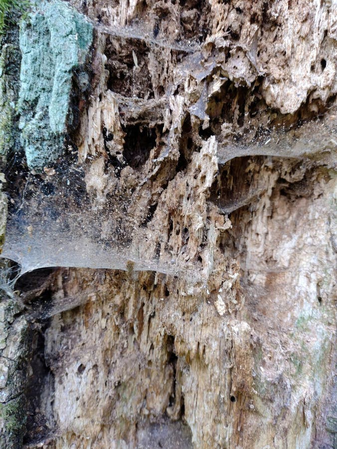 Texture of old wood. stock image. Image of rotten, geology - 288256809