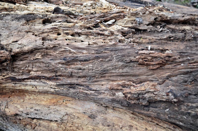 Old Rotten Tree Surface Wallpaper Stock Photo - Image of nature, front ...