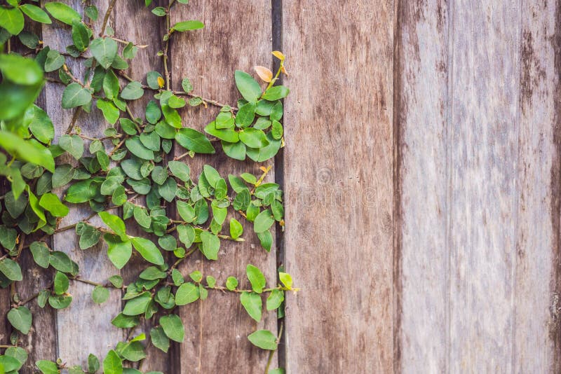 Texture of the Old Wooden Fence and Lash Plants Stock Photo - Image of ...