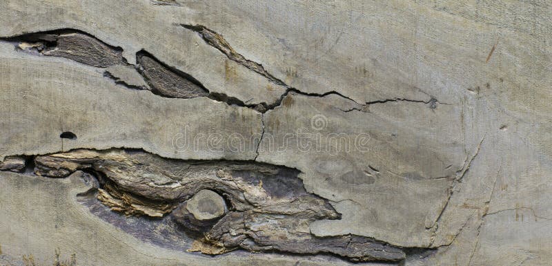 The Texture of the Old Wooden Surface is Deteriorated and Decayed ...