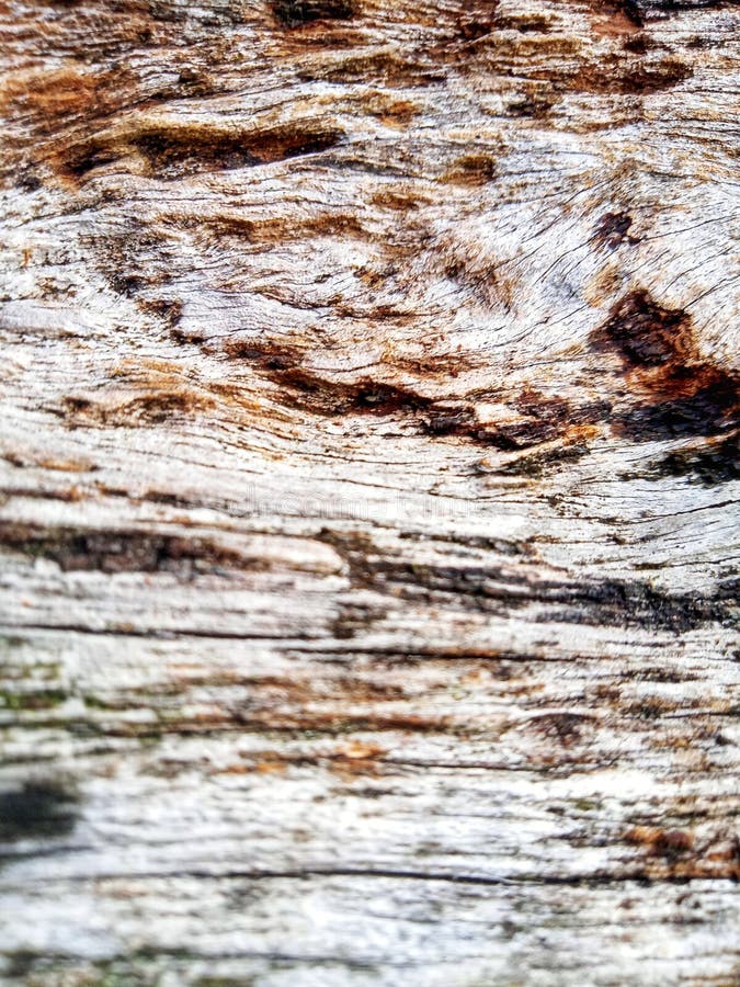 The Texture of an Old Wooden Tree that Has Long Died Stock Photo ...
