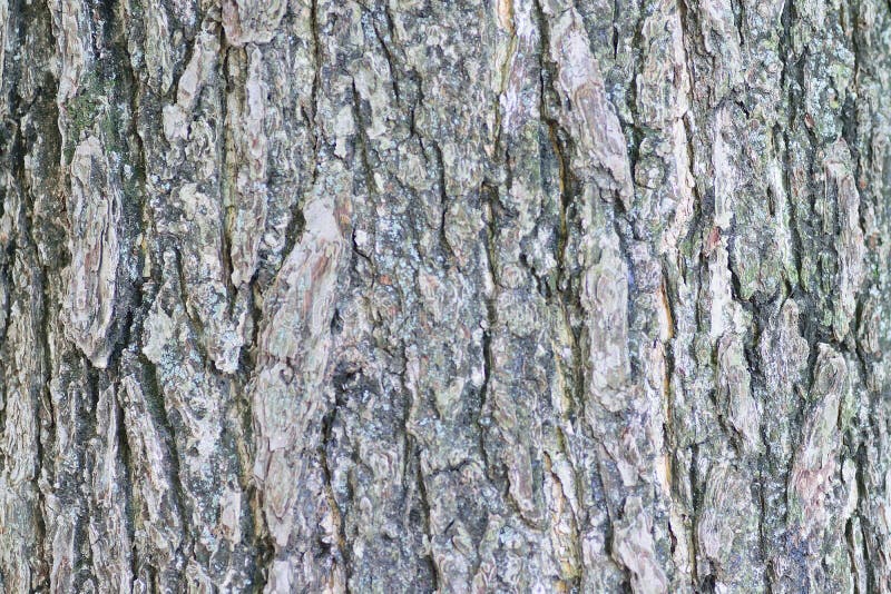 Texture of Old Wooden Tree Trunk in Horizontal Frame Stock Photo ...