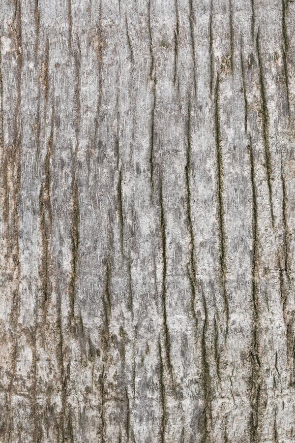 Texture of Old and Worn Tree Bark Stock Photo - Image of nature, detail ...