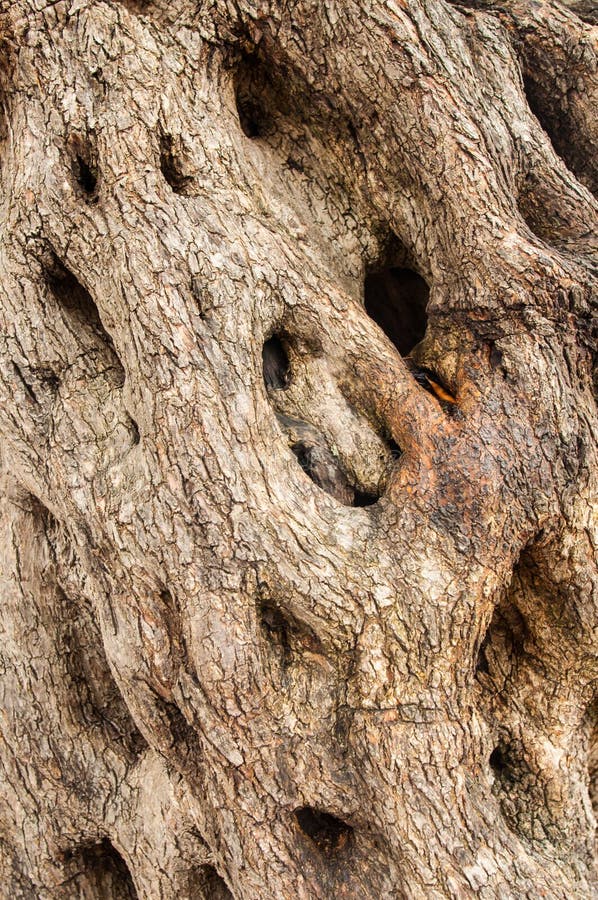 Texture Ofthe Bark of an Olive Tree Stock Photo - Image of texture ...