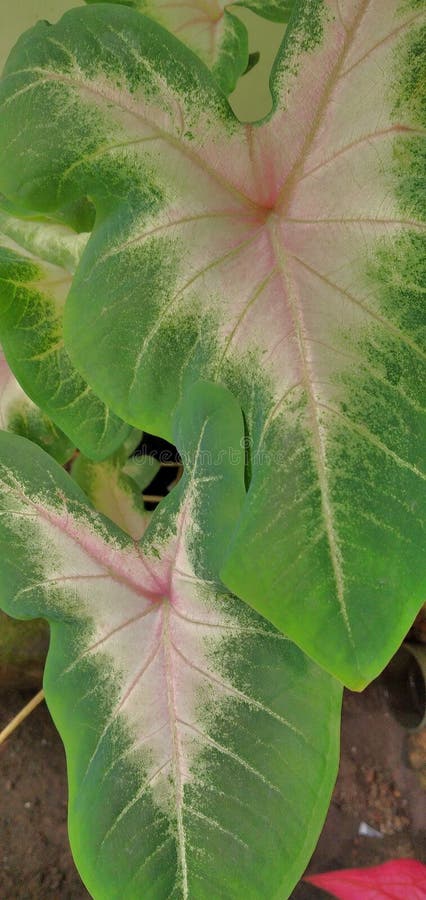 The Texture of One Type of Leaf in Asia, Called the Lompong Leaf Stock ...