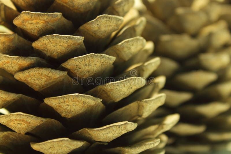 Texture of Open Cones of Close-up Blurred Background Stock Image ...