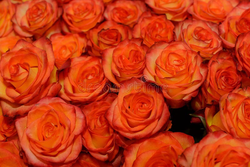 Texture of Orange Rose Buds Tightly Folded, a Large Number Stock Photo ...