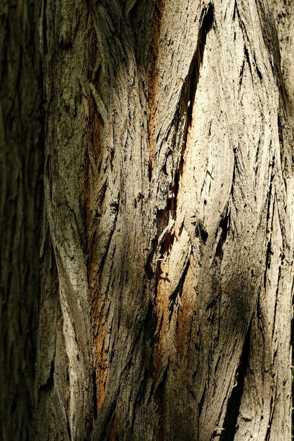 Texture of an Orange Tree in the Botanical Garden Stock Image - Image ...