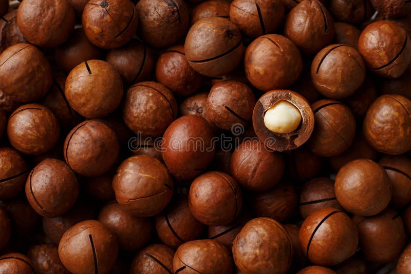 Texture of Organic Macadamia Nut Fresh Natural Fruit Shelled One Nut in ...