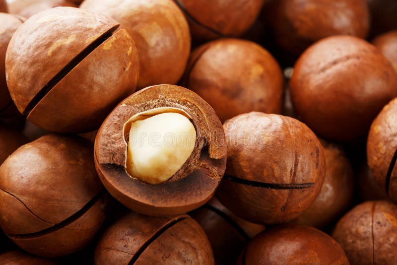 Texture of Organic Macadamia Nut Fresh Natural Fruit Shelled One Nut in ...