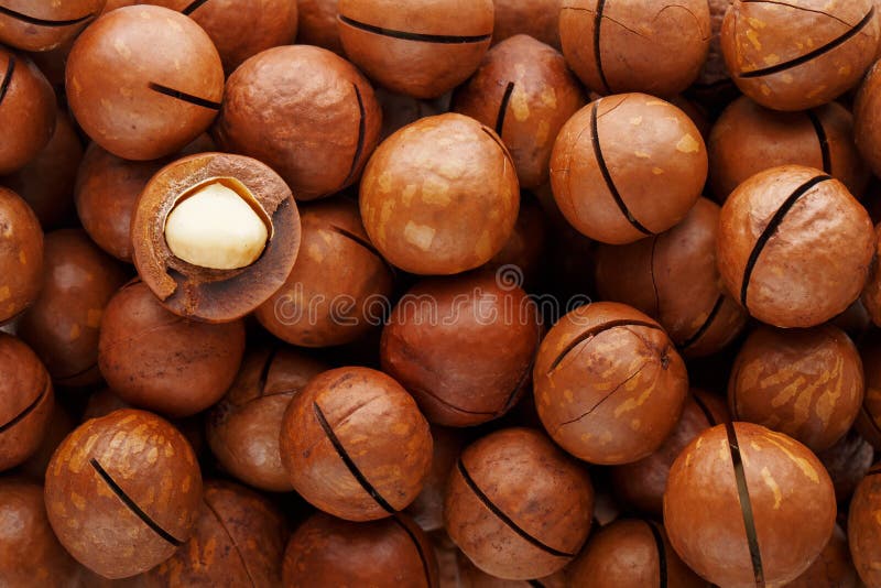 Texture of Organic Macadamia Nut Fresh Natural Fruit Shelled One Nut in ...