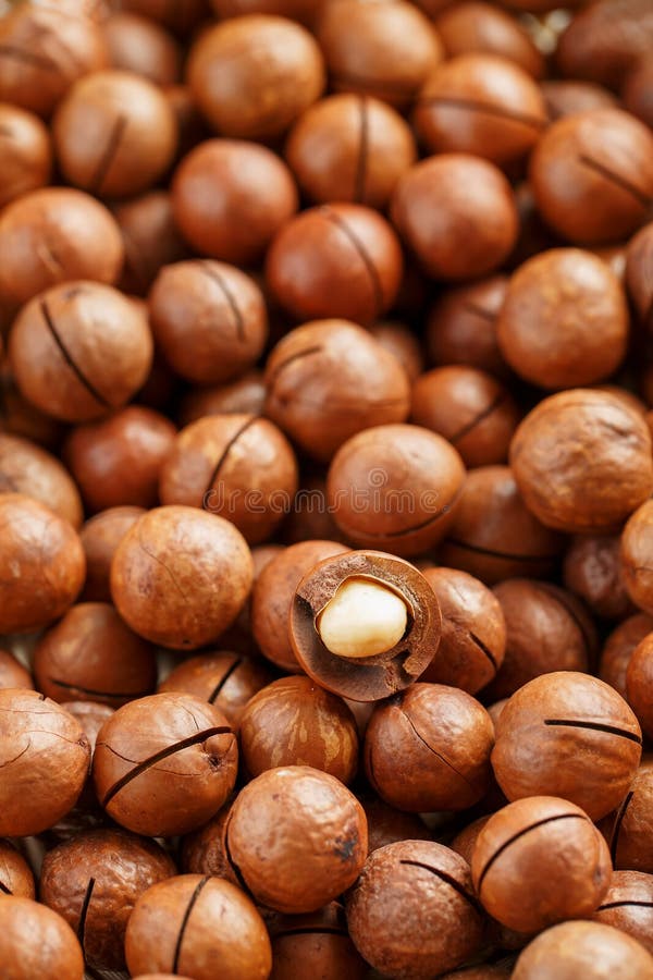 Texture of Organic Macadamia Nut Fresh Natural Fruit Shelled One Nut in ...