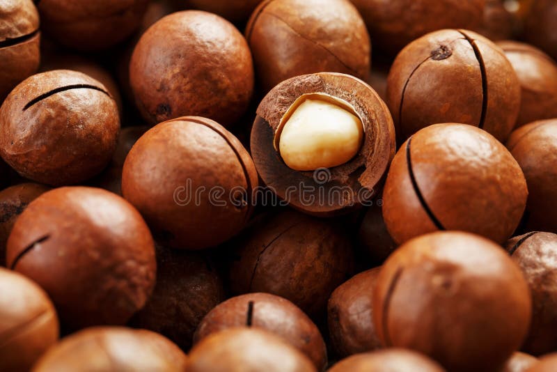 Texture of Organic Macadamia Nut Fresh Natural Fruit Shelled One Nut in ...