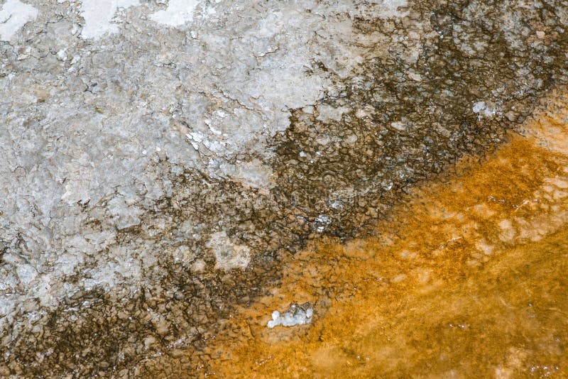 Texture Organic Pattern Background Stock Photo - Image of detail ...