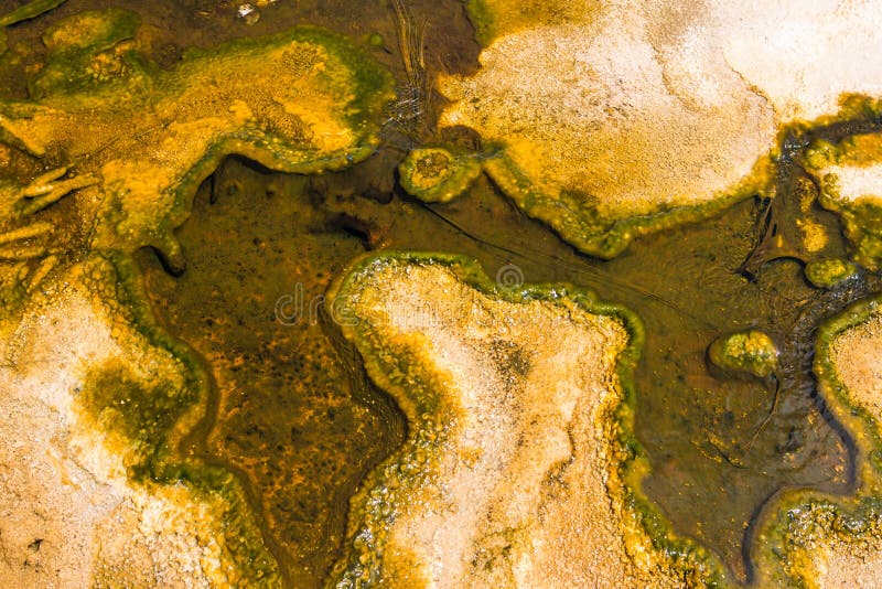 Texture Organic Pattern Background Stock Photo - Image of abstract ...