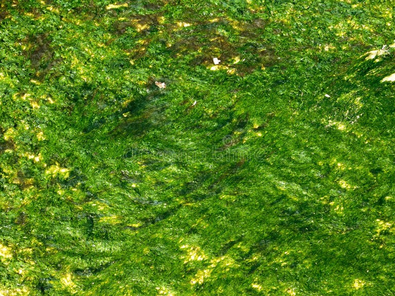 Texture outdoor algae stock photo. Image of pattern, white - 70307774