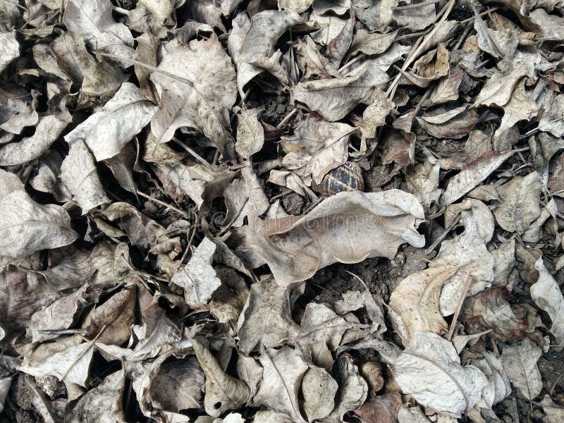 Texture of Outdoor Dry Leaves Stock Image - Image of background, yellow ...