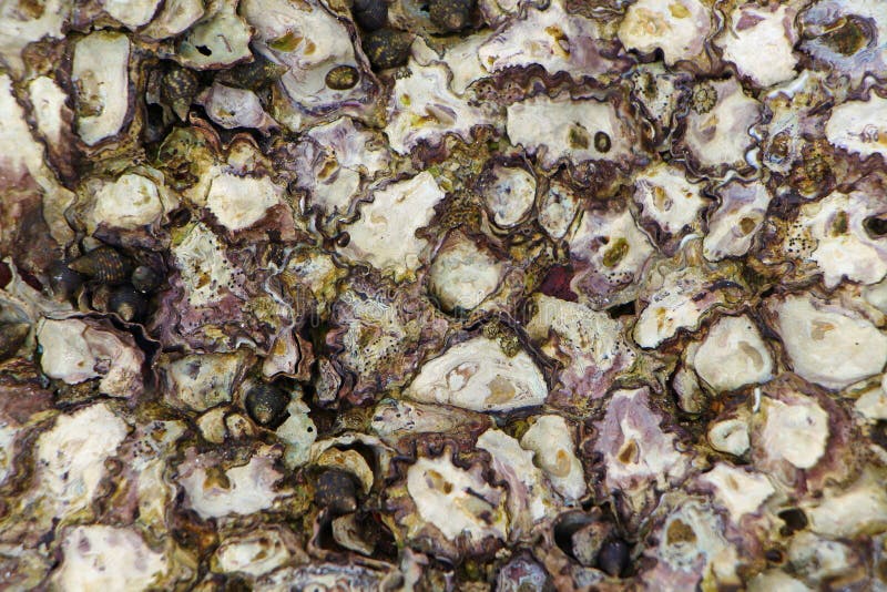 Texture of Oyster Shells on Rock Stock Photo - Image of texture ...