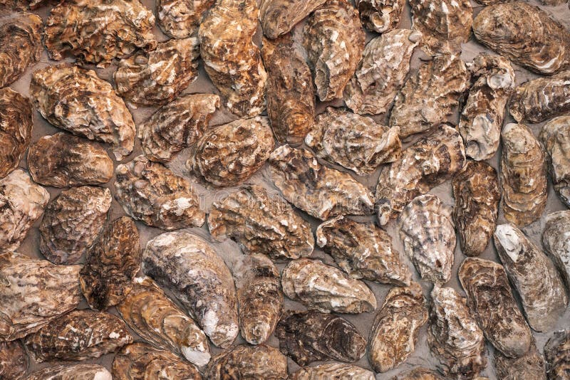Texture of Oyster on the Rock Stock Image - Image of pattern, arthropod ...