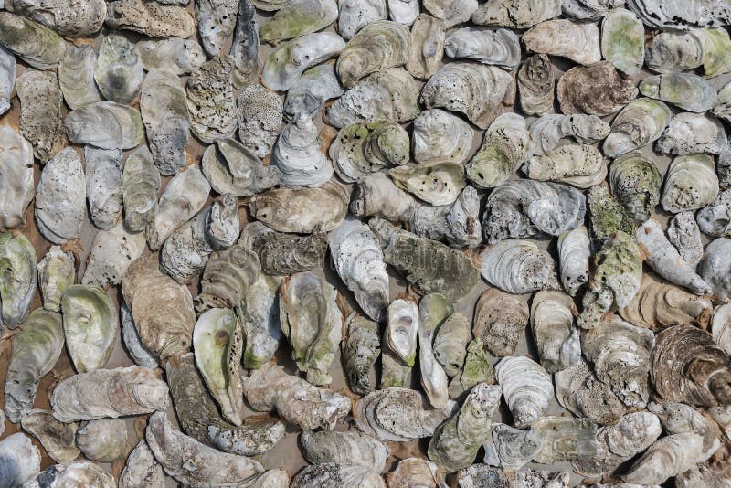 Oyster Shells On The Wall. Background From Mollusk Shells Embedded In ...