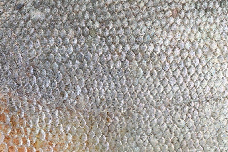 Pacu Fish Piranha. Colossoma Macropomum on Black Background. Captive ...