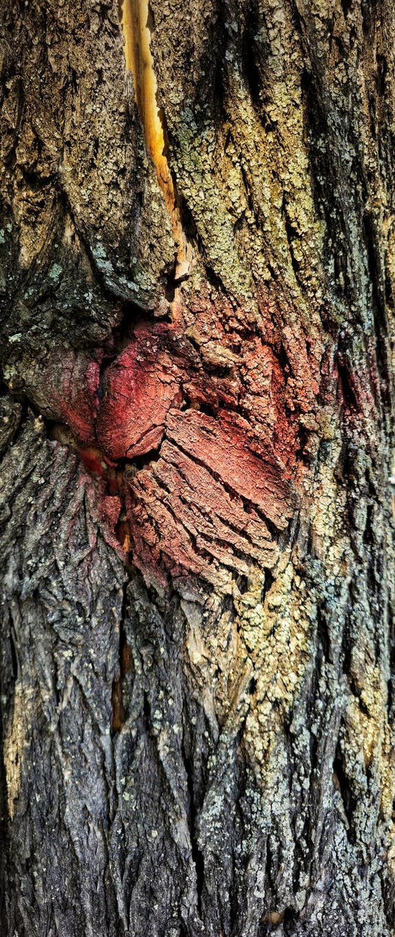 Texture of a Painted Tree Bark Stock Image - Image of closeup, painted ...