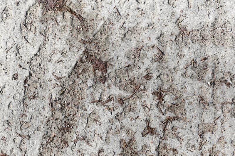 Texture of Painted Tree Bark Stock Image - Image of grunge, luxury ...