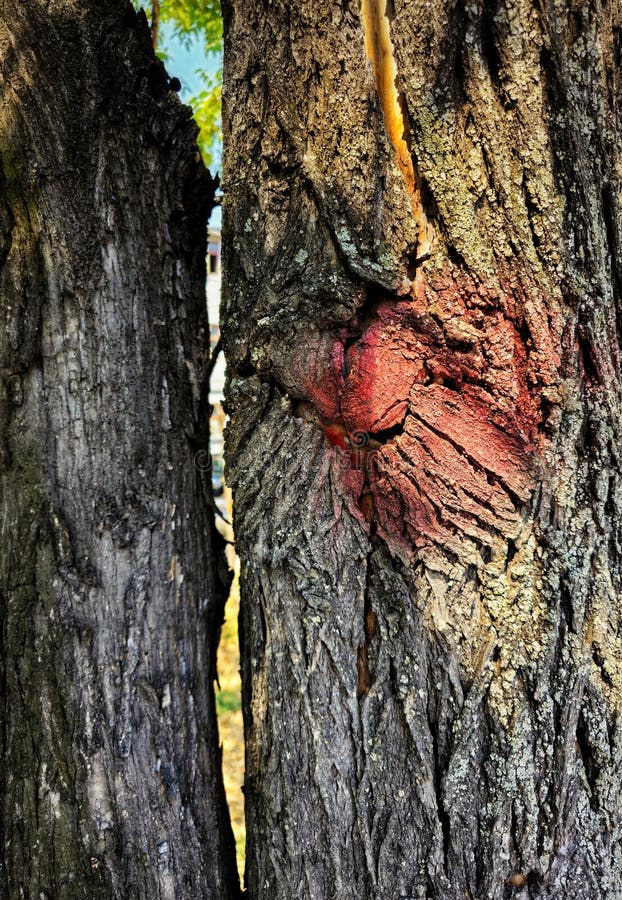 Texture of a Painted Tree Bark Stock Image - Image of bark, bucharest ...