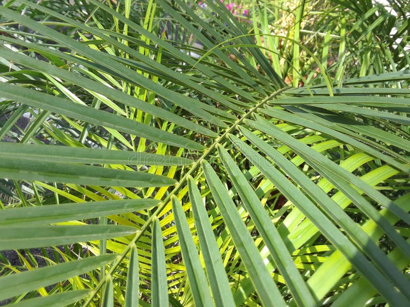 Texture of palm stock photo. Image of flower, palm, crop - 263937574