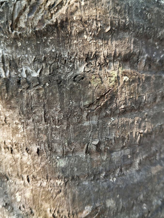 Texture of Palm and Areca Tree Trunks Stock Photo - Image of texture ...