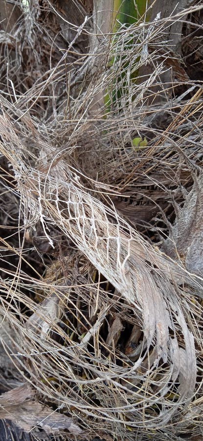The Texture of Palm is Rough and Brown Stock Photo - Image of model ...
