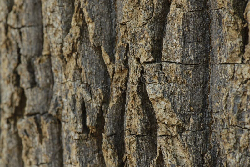 170 Seamless Palm Tree Trunk Texture Stock Photos - Free & Royalty-Free ...