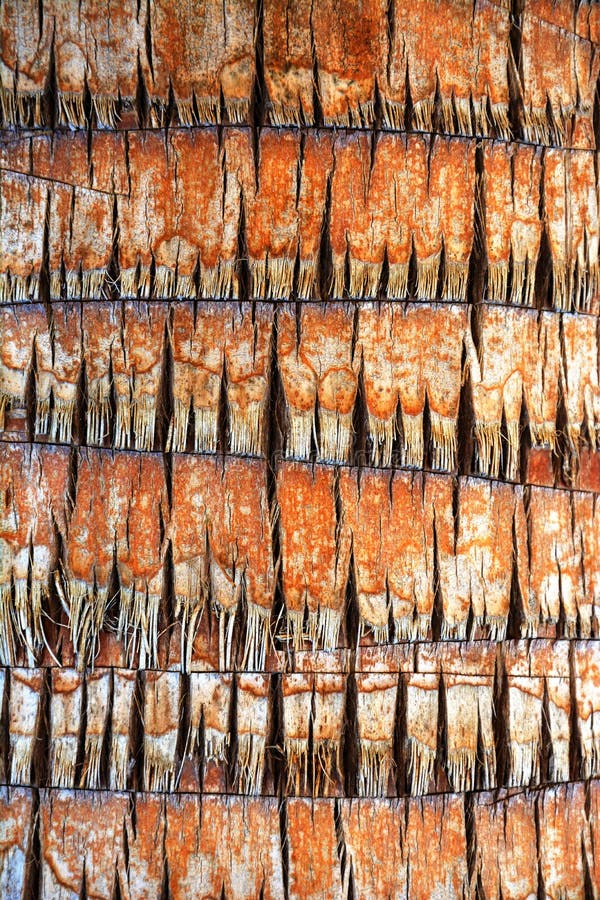 Texture of Palm Tree Bark. Beautiful Bark Pattern. Close-up. Background ...