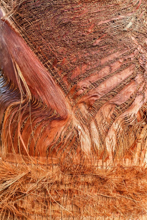 Texture of Palm Tree Bark. Natural Background Stock Image - Image of ...