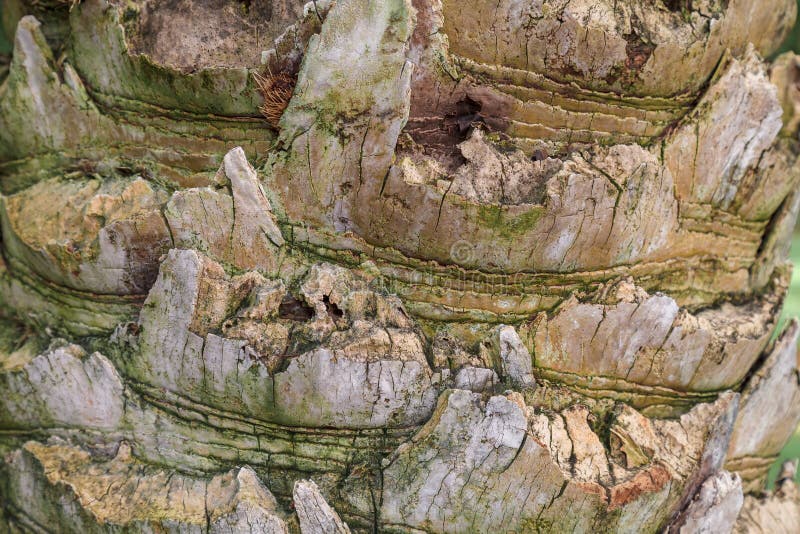 Texture of Palm Tree Bark. Beautiful Bark Pattern. Close-up. Stock ...