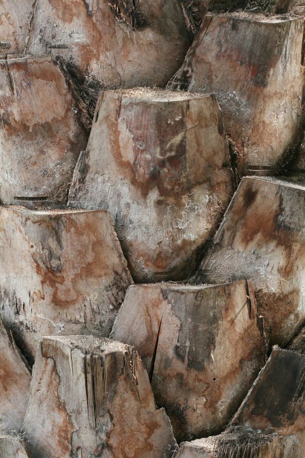 Texture of palm tree bark stock image. Image of material - 68248311