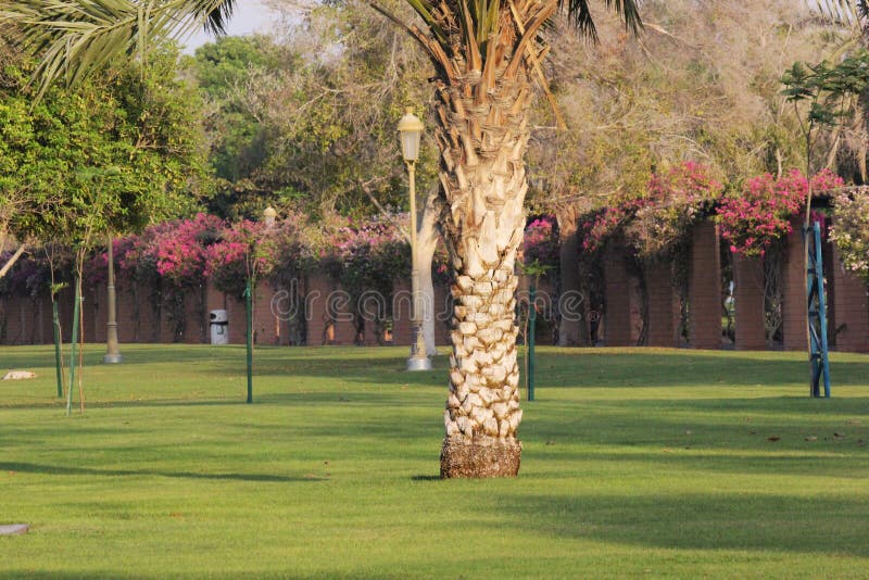 Texture of a Palm Tree Bark in a Garden, Dubai. Stock Photo - Image of ...