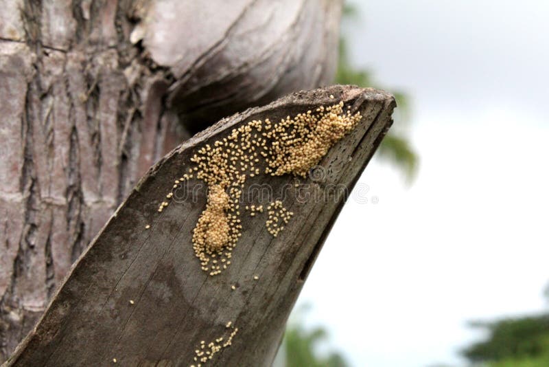 Texture of Palm Tree Branches and Red Ant Eggs Stock Photo - Image of ...